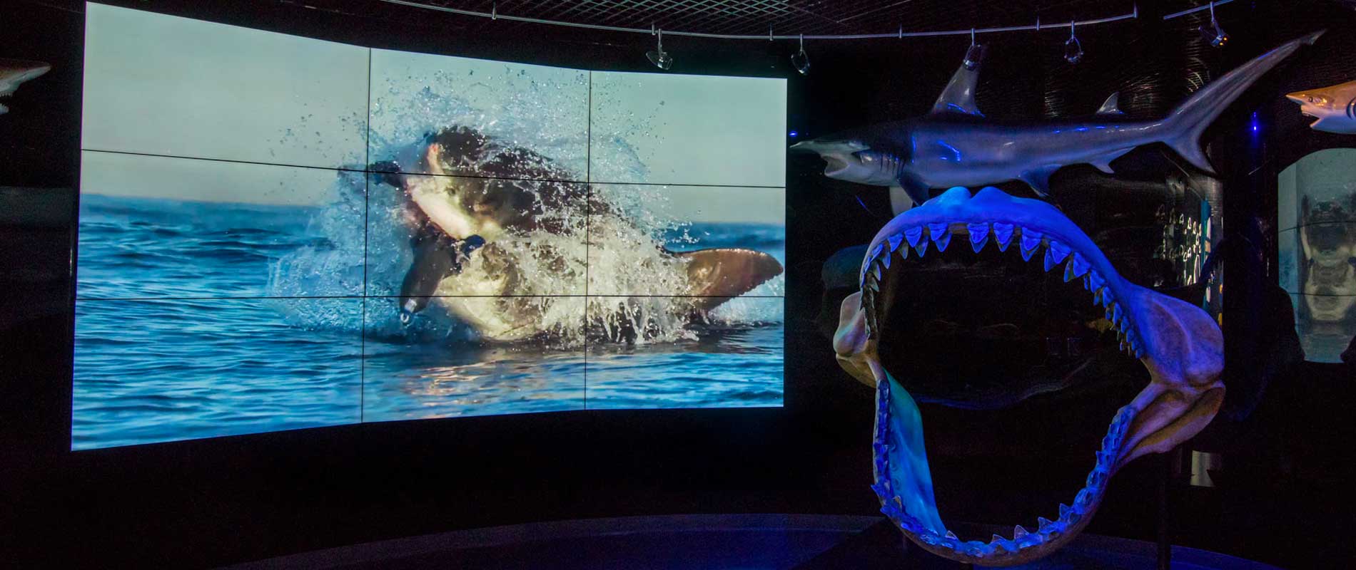 Digital Displays Bring the Wonders of Wildlife Indoors - Samsung ...